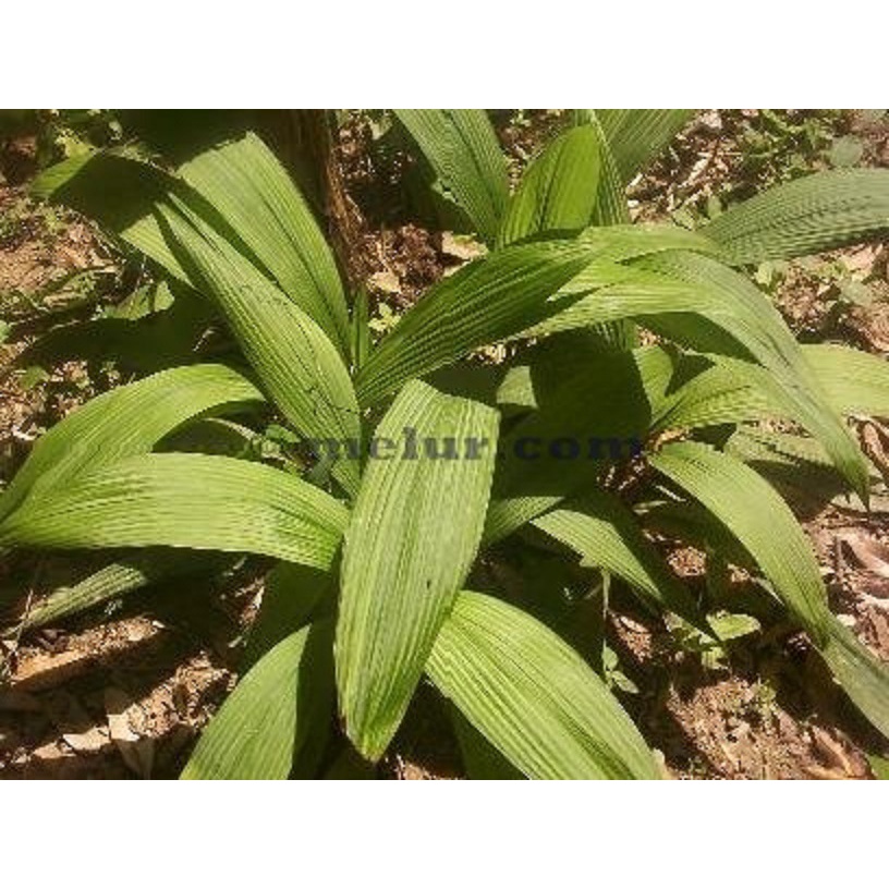 ANOR - Curculigo latifolia plant sapling / Anak pokok Lemba/ pinang ...