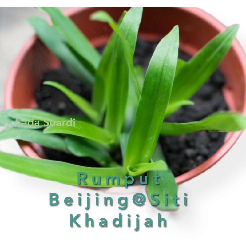 Rumput Beijing, Siti Khadijah Real Plant | Shopee Malaysia