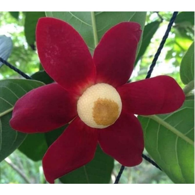Pokok Bunga Uvaria Grandiflora rare | Shopee Malaysia