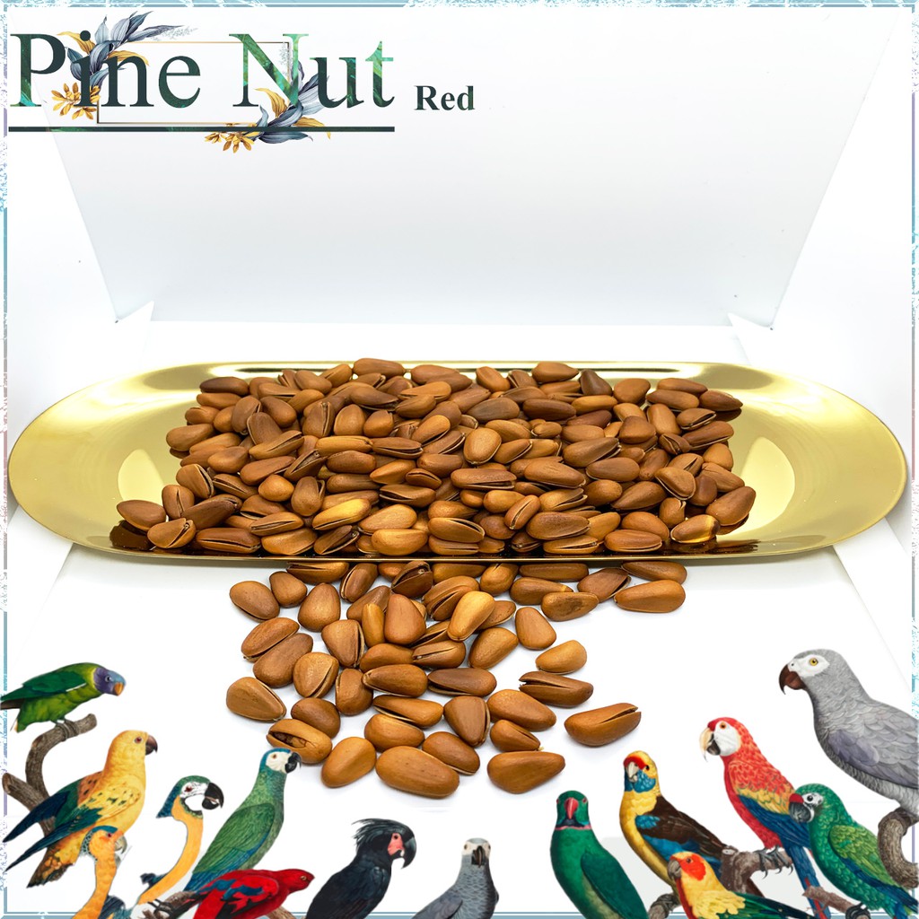 Big Red Pine Nut 250g | Shopee Malaysia
