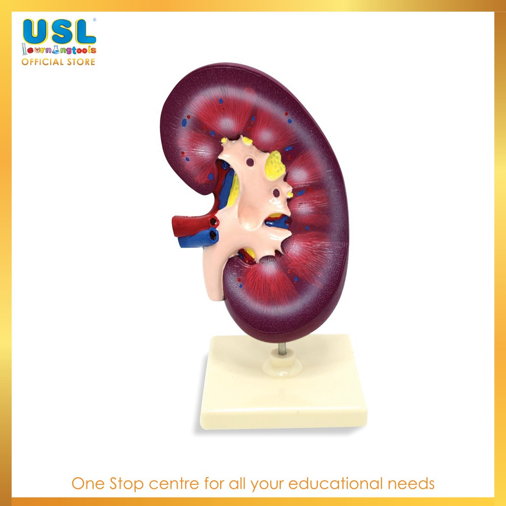 Human Kidney Model - Science & Educational Toys & Early Learning ...