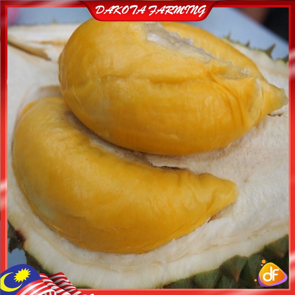 Anak Pokok Durian Horlor Hor Lor Labu D163 Klon Terbaik Penang Limited ...