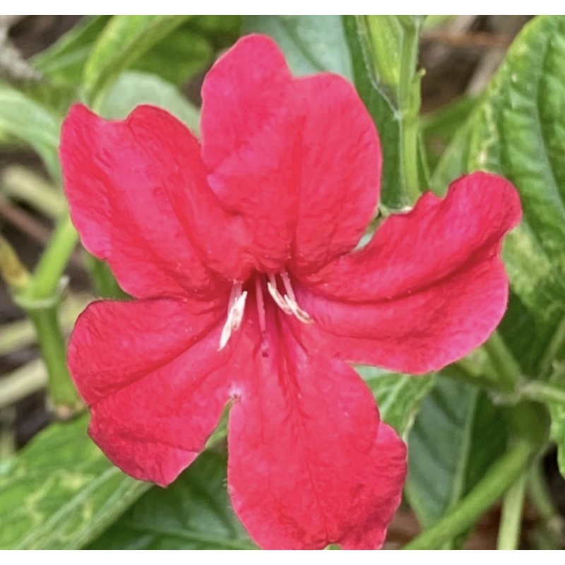 Pokok Ruellia Merah Red Ruellia | Shopee Malaysia