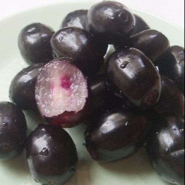 🔥RARE🔥 POKOK JAMBU ARANG / Keriang Dot / Black Guava / Charcoal Guava ...