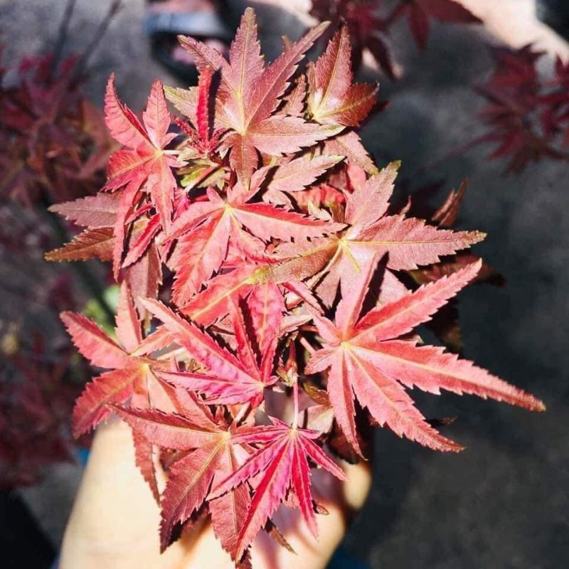 Anak Pokok Maple Pokok Rare | Shopee Malaysia