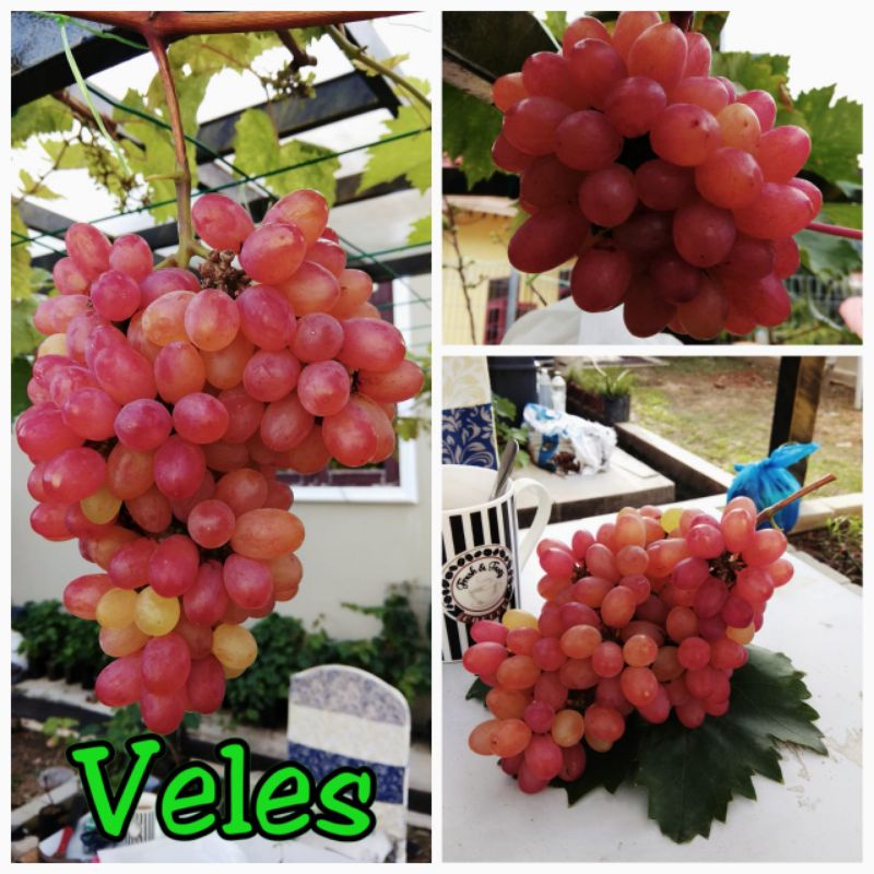 Anak Pokok Anggur (Veles) | Shopee Malaysia