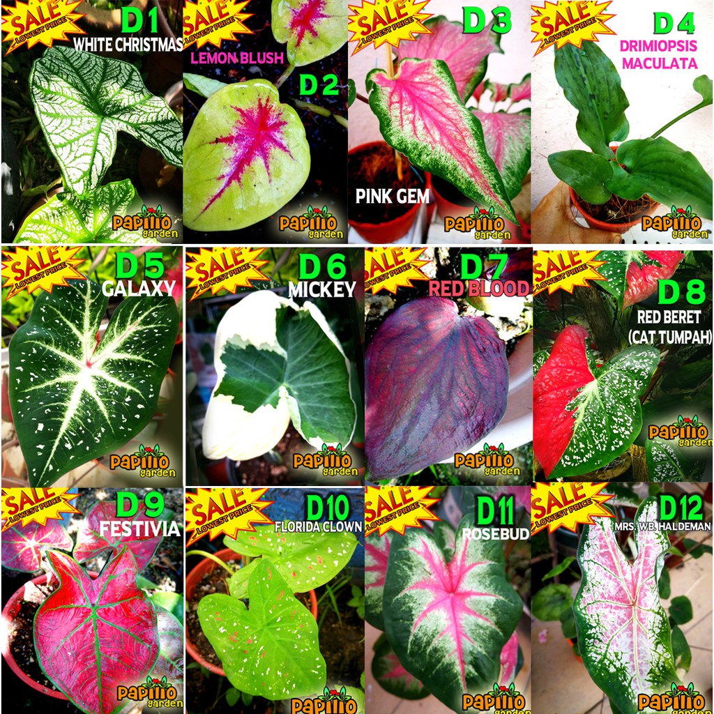 🌱READY STOCK[PART2] 🌱 [Live Plant] Anak Pokok Caladium 🌱Daun Keladi ...