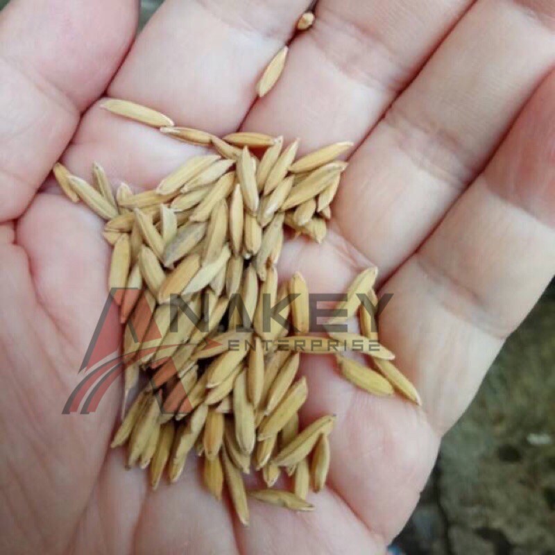 Padi Benih MR219 🌾Benih Berkualiti Tinggi🌾 | Shopee Malaysia