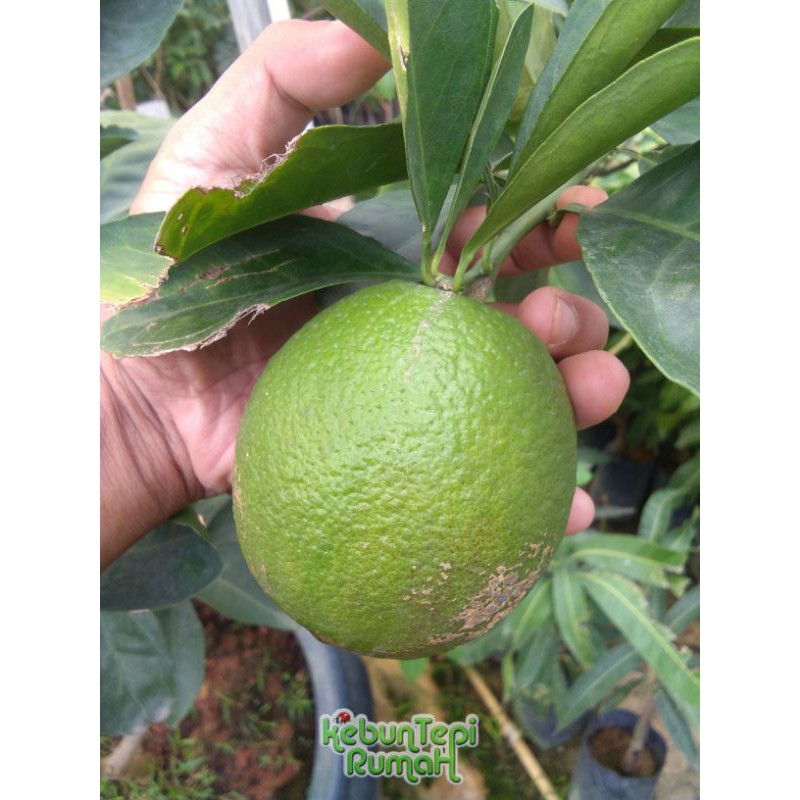[🔥READY STOCK &SUPER RARE🔥]POKOK OREN SUNKIST/ LIMAU SUNKIST TAIWAN ...