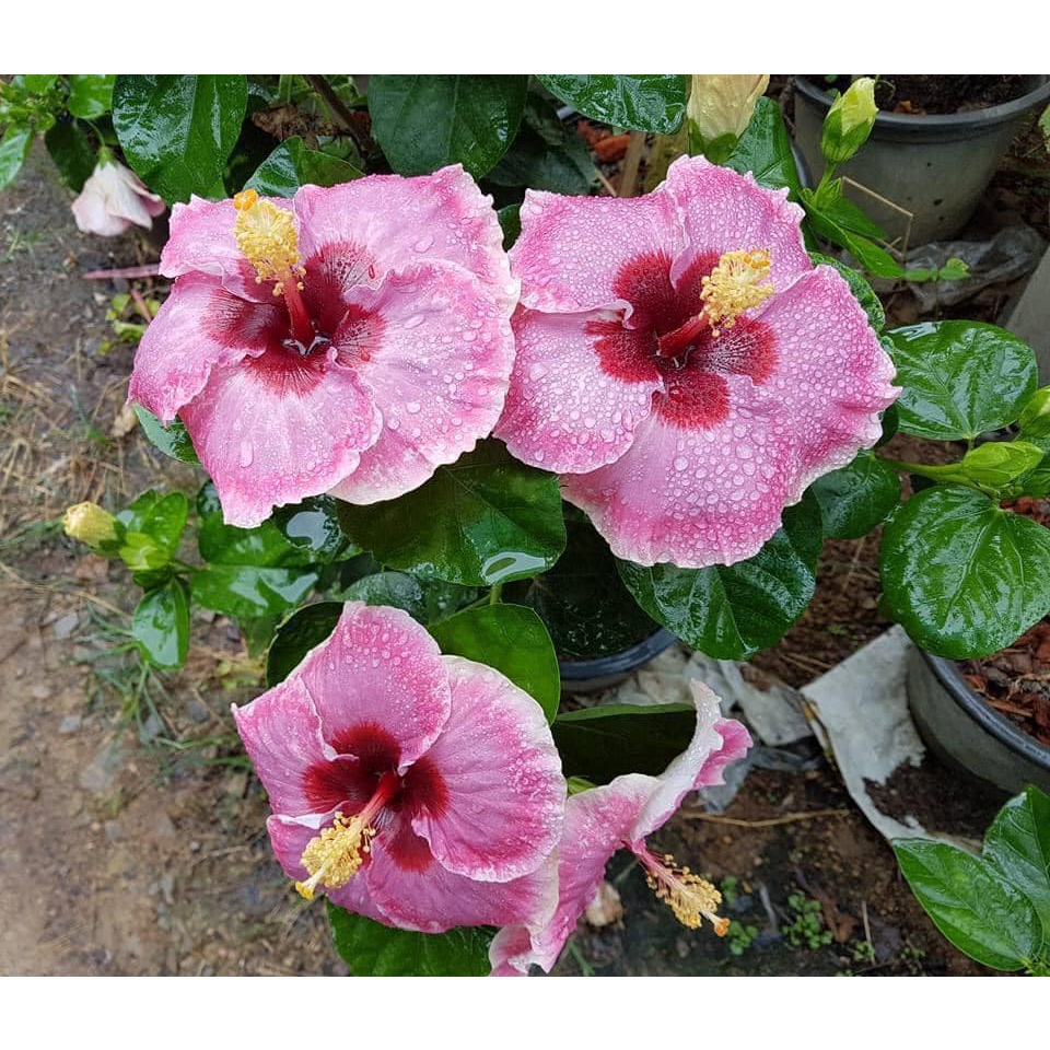 Anak Pokok Bunga Raya/Hibiscus Hibrid/Hybrid Impot Season 1A | Shopee ...