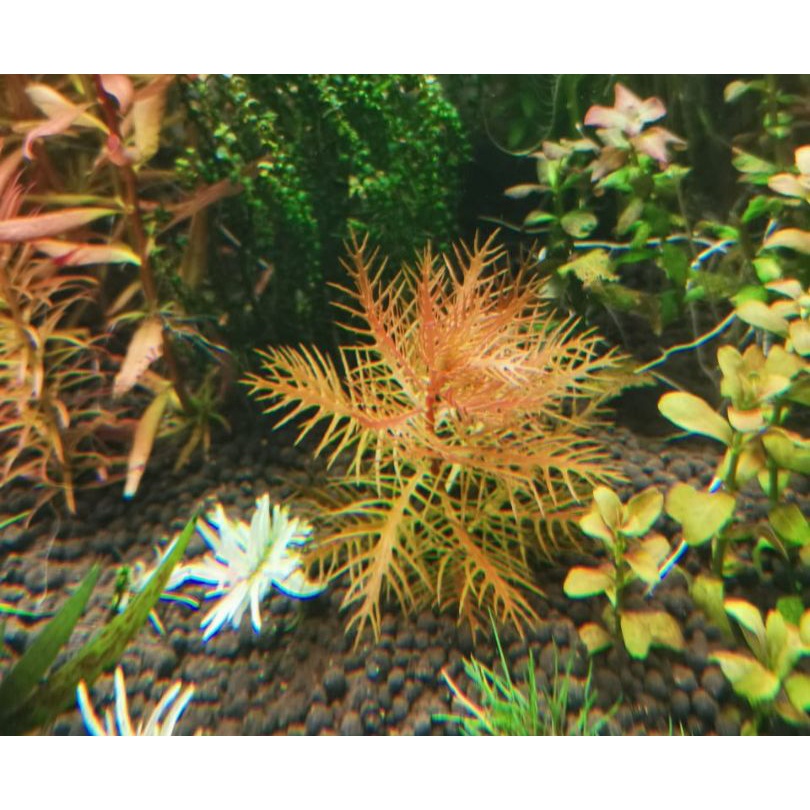 [Shrimp Safe] Submerged Proserpinaca Palustris Aquarium Aquascape ...