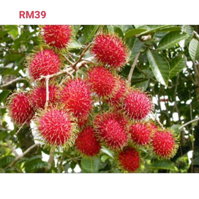 ANAK POKOK RAMBUTAN ANAK SEKOLOH HYBRID | Shopee Malaysia