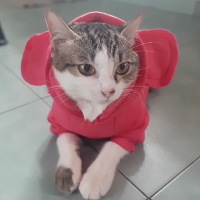 2022 Cute Pet Cat Princess Dress Ready Stock Malaysia Baju Kucing Girl ...