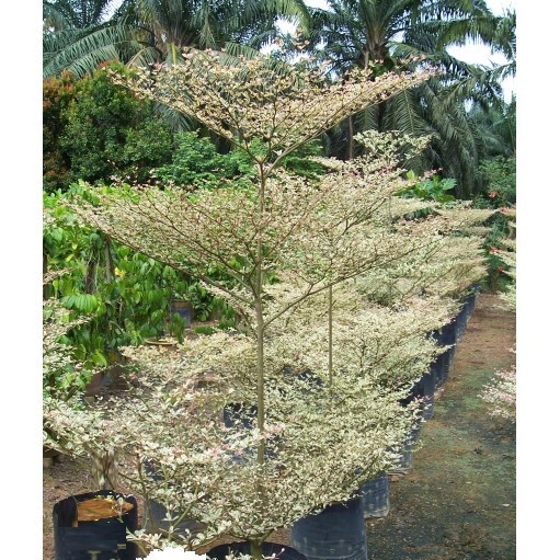 Bucida Variegated real live outdoor plant 花叶雨伞树 anak pokok busida batik ...