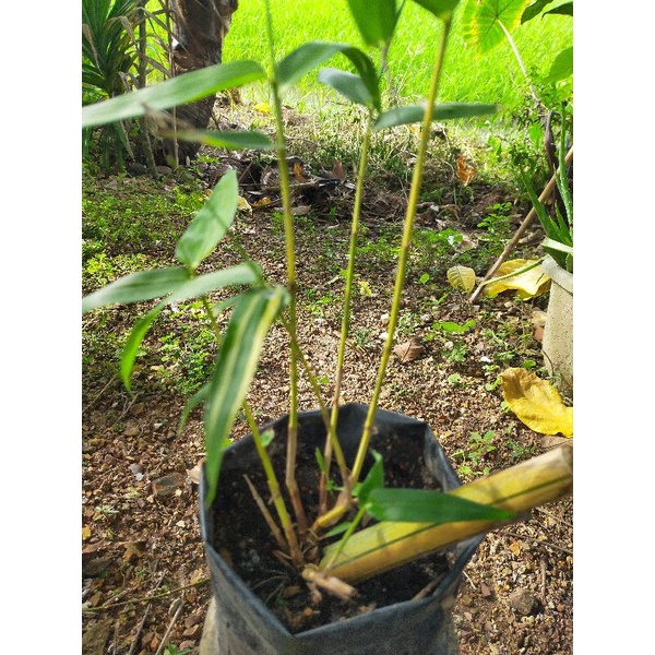 Anak pokok buloh kuning. | Shopee Malaysia