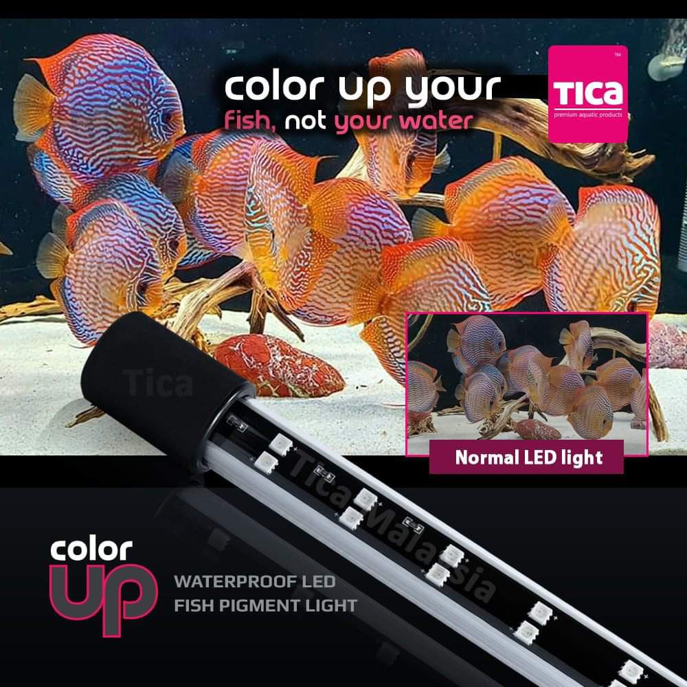 TICA Colour Up V2 (3ft, 4ft and 5ft) | Shopee Malaysia