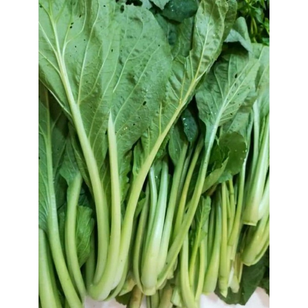 Sawi Giant /Sawi Hijau Besar**Biji Benih 100 ++pcs/seeds | Shopee Malaysia