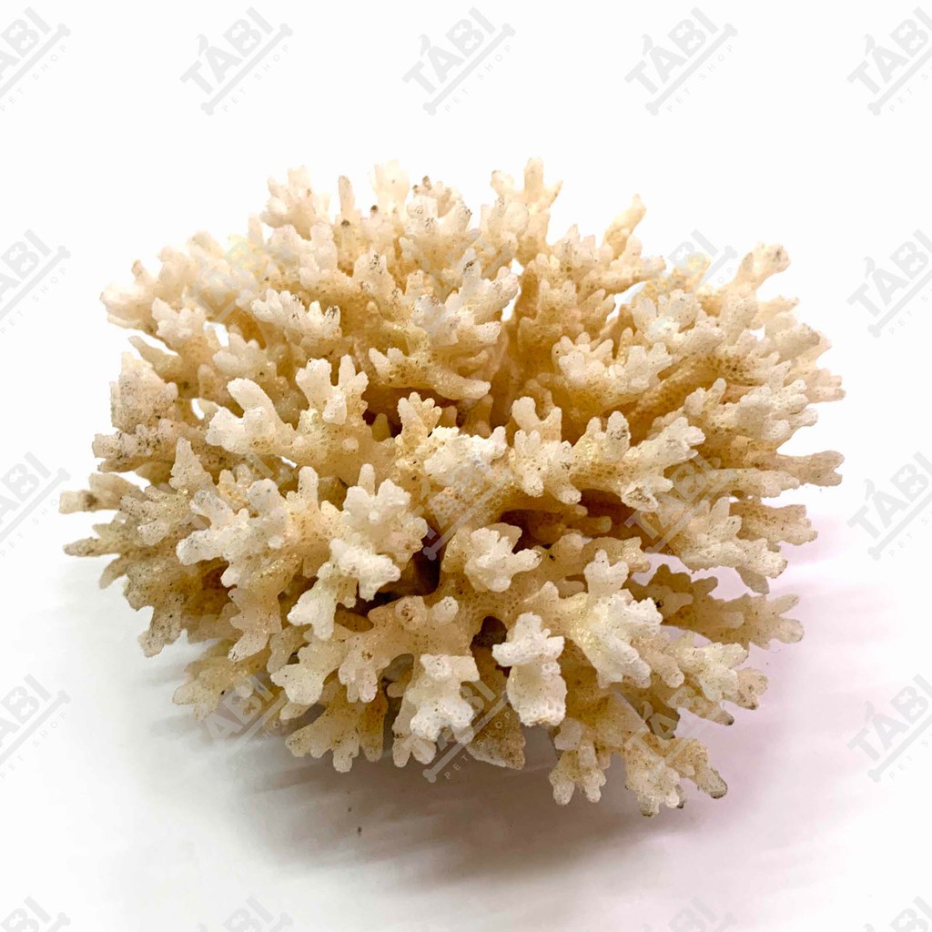 Stone Coral Bunch Aquarium Setup - Aquarium Decoration Coral [CORAL ...
