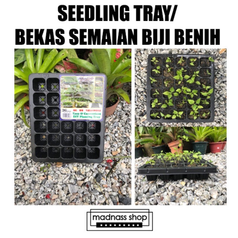SEEDLING TRAY / BEKAS SEMAIAN BIJI BENIH / GERMINATION TRAY/ SEEDING ...