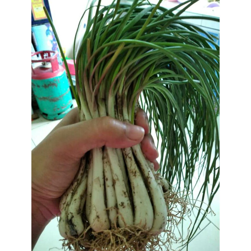 losun/daun bawang/bawang batak/lokio/kucai sabah (1ikat) | Shopee Malaysia