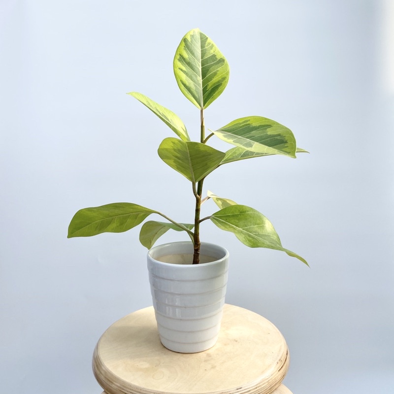 TA Ficus Altissima Golden Indoor Plant | Shopee Malaysia