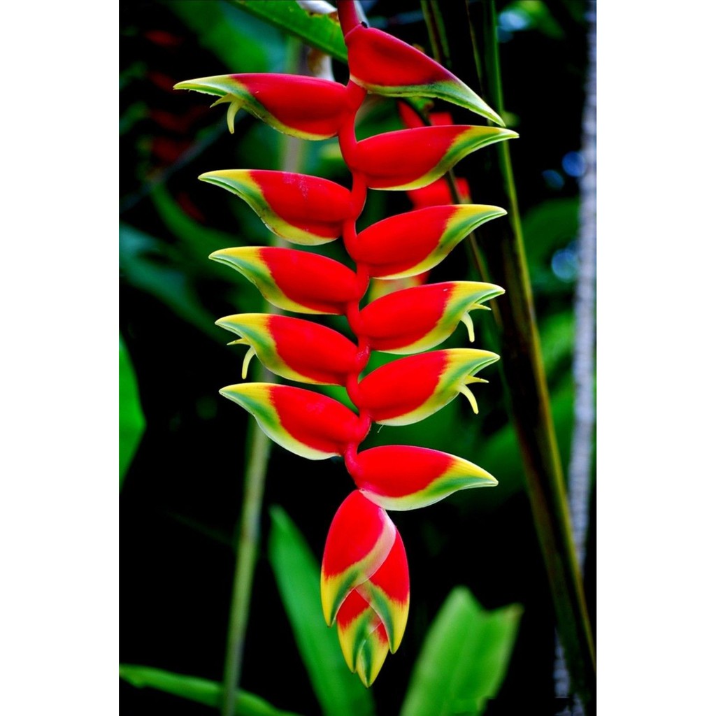 Heliconia Lobster Claw Live Plant / POKOK SEPIT UDANG | Shopee Malaysia