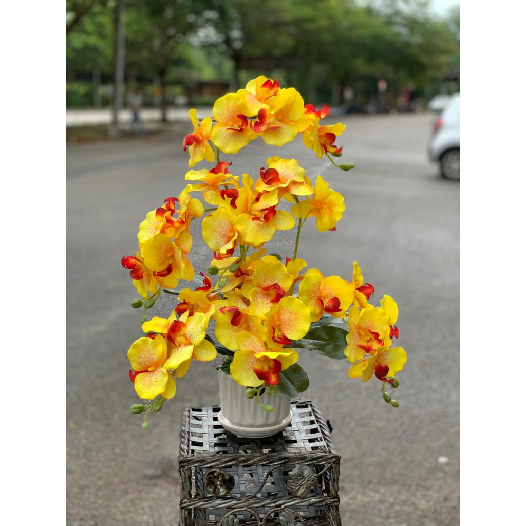 Ready stock orchid siap gubah 6t bunga orkid hiasan bunga bajet bunga ...