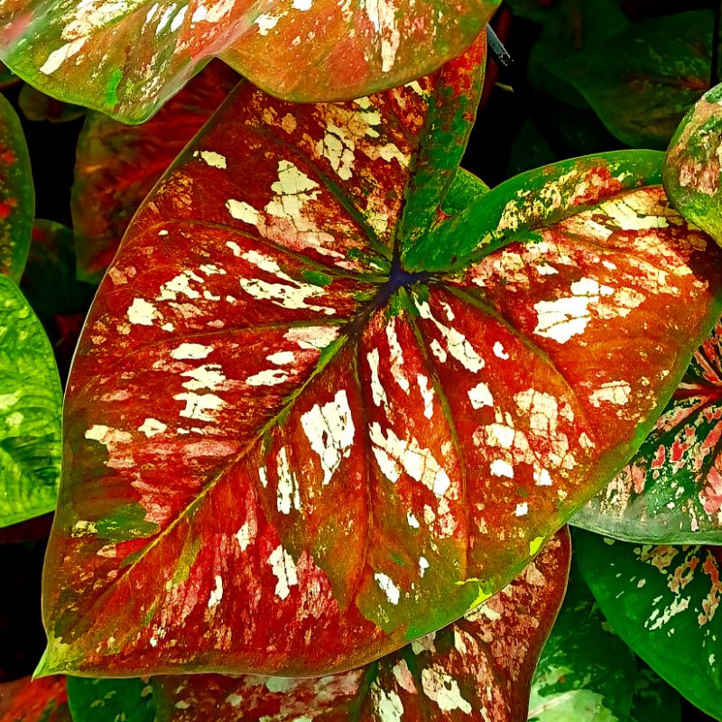 Caladium Hybrid ( id SILA HUMTONG @ SILA GOLD ) | Shopee Malaysia