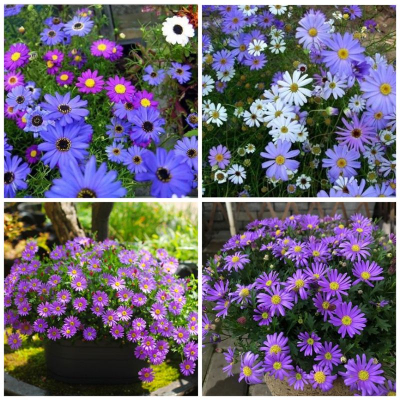 Biji Benih - Bunga Brachyscome Iberidifolia | Flower Seed - Swan River ...