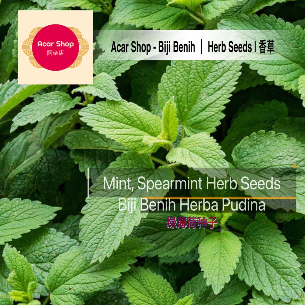 Spearmint, Mint | Biji Benih Pudina | 绿薄荷 Acar Shop | Shopee Malaysia