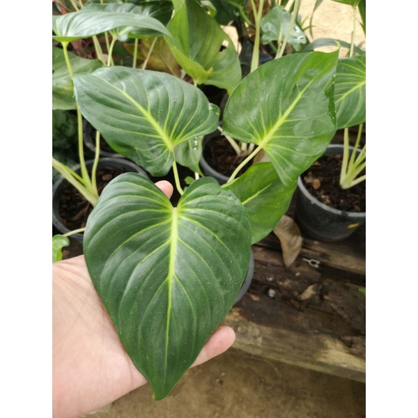 *EXOTIC RARE* HOMALOMENA LINDENII/KEMOYANG PUTIH IN 5 INCH POT (READY ...