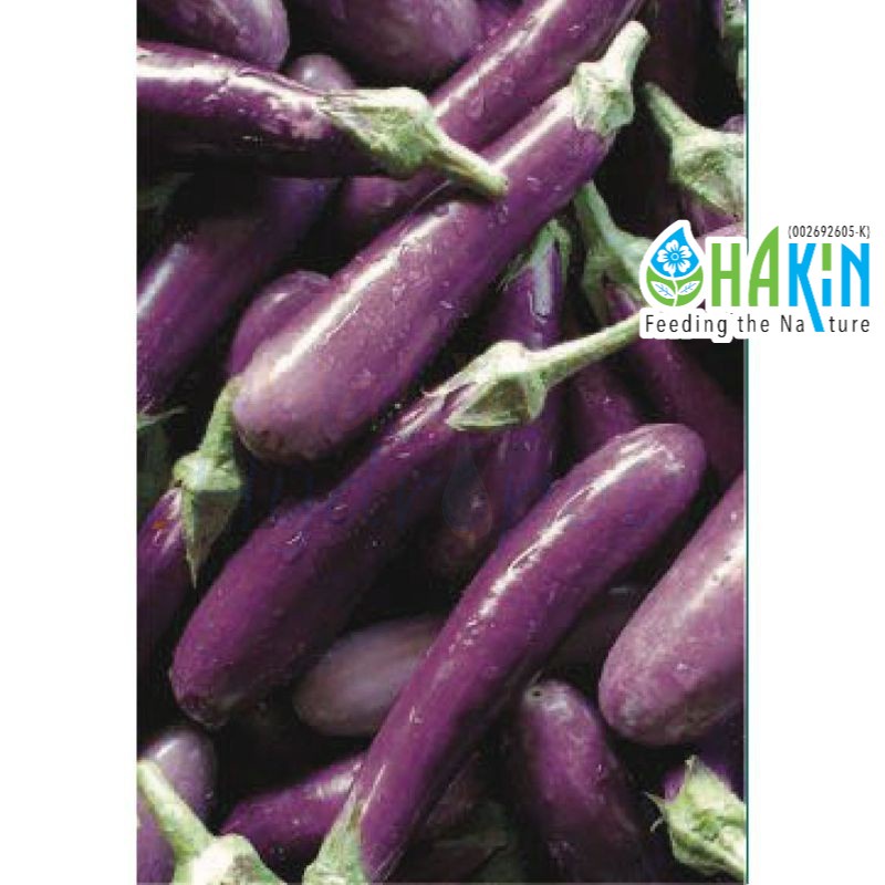 Benih Terung Mini - Mini Brinjal F1 Hybrid Seeds - 20 seeds | 0.4g | 1 ...