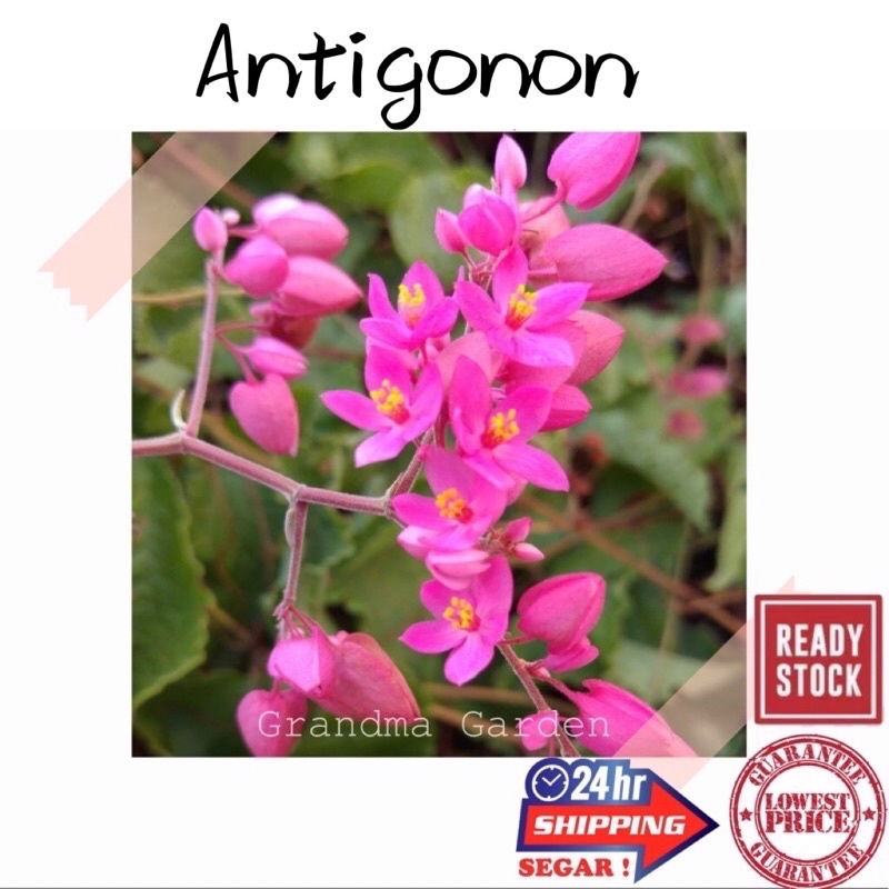 (GG real plant) antigonon ^ anak pokok air mata pengantin bride ...