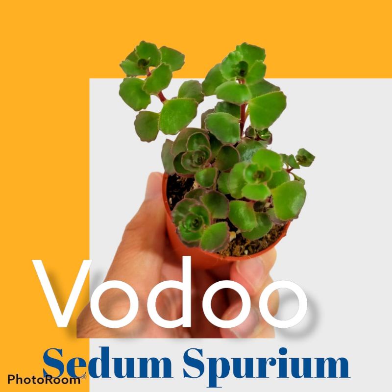 Ganohealth Sedum Spurium Voodoo 巫毒 with 55mm pot | Shopee Malaysia