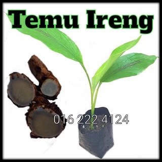 Buy temu Online With Best Price, Jan 2026 | Shopee Malaysia