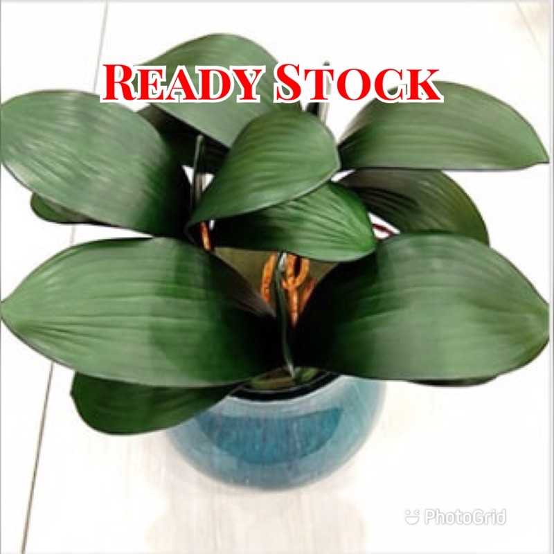 🌱DAUN ORKID/ORCHID( REAL FEEL)🌱 5 Daun/Leaves | Shopee Malaysia