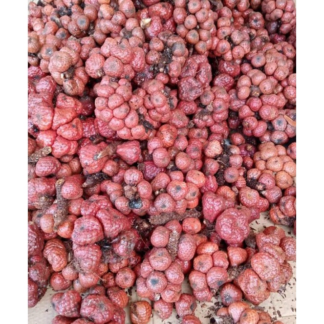 Buah Asam Paya Asam Payak Buah Maram Asam Jelubi 1kg | Shopee Malaysia
