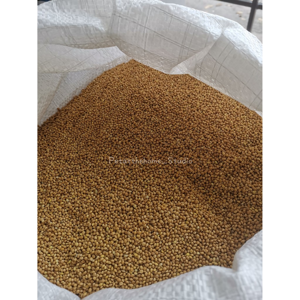 Sambau Putih Sambau Kuning/Hijau/Merah/Hitam Makanan Burung 1KG Millet ...