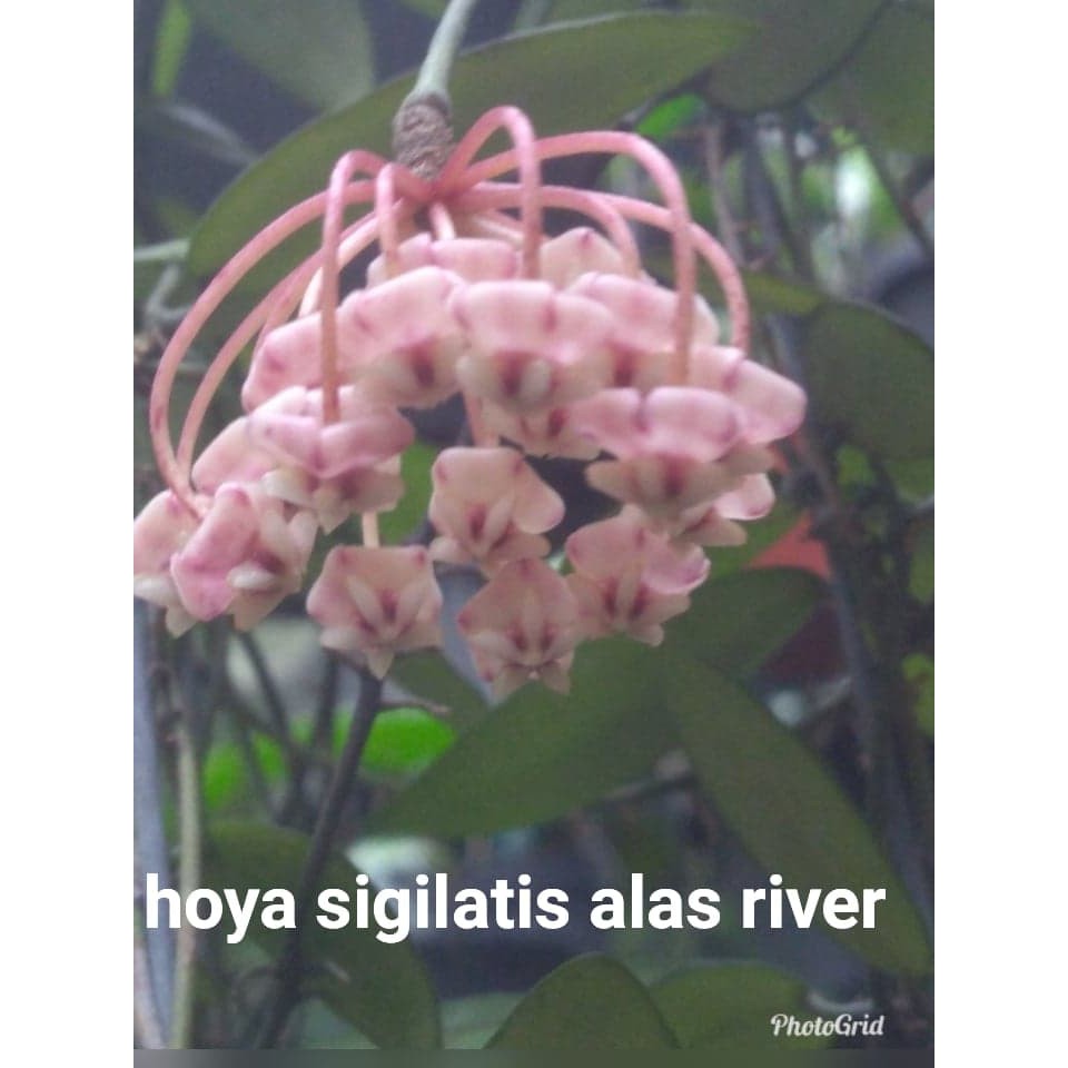 Hoya Sigillatis Alas River - (real plant) | Shopee Malaysia