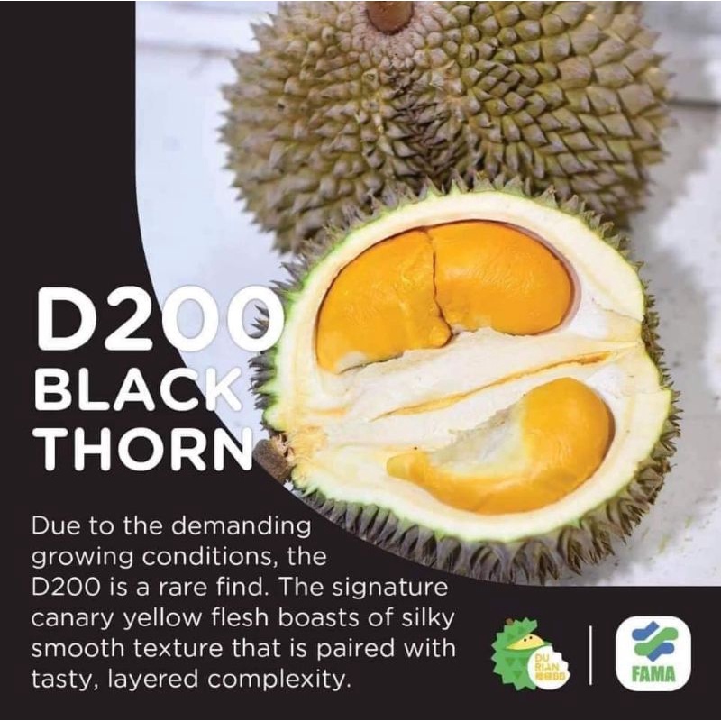 🔥HYBRID🔥 POKOK DURIAN DURI HITAM (D200) / Black Thorn / Ochee Tree / Durio Zibethinus / Live ...