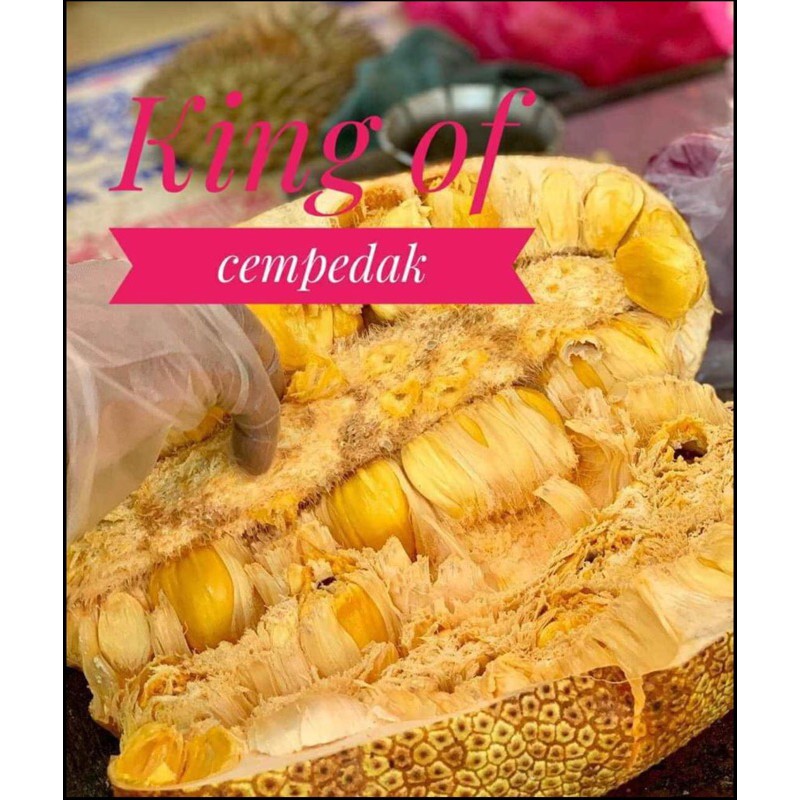 ANAK POKOK CEMPEDAK KING | Shopee Malaysia