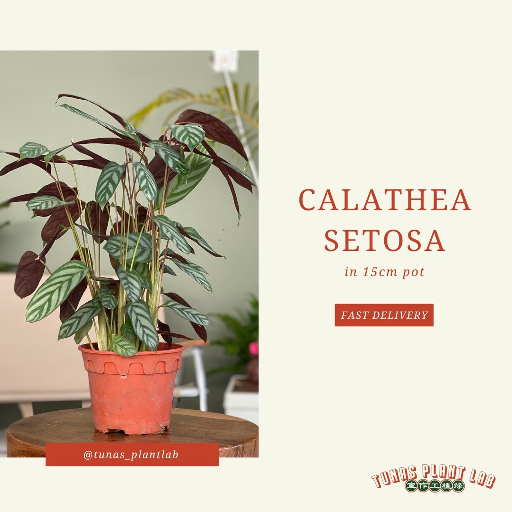 TPL - Tunas Plant Lab - Calathea Setosa - 青纹竹芋 - REAL LIVE PLANT - RARE ...