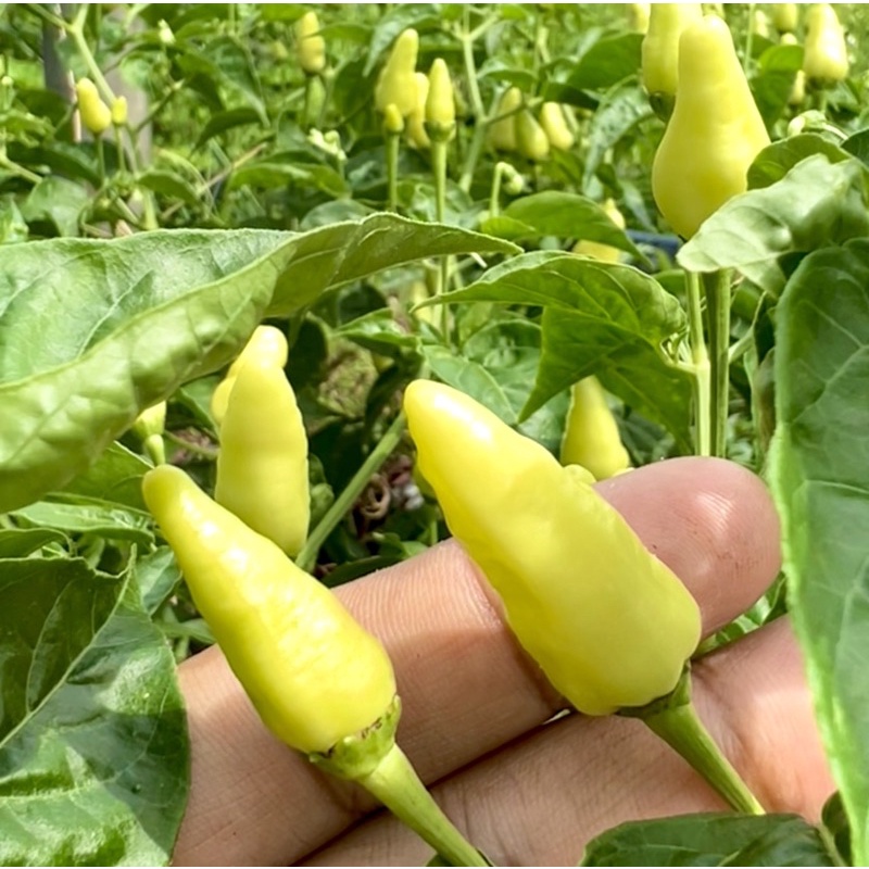 Biji Benih Cili Padi Putih White Chilli Seeds | Shopee Malaysia