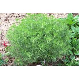 Anak Pokok Herba Dill / Daun Dill Untuk Masakkan Di dalam Polybag by AL ...