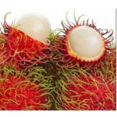 Anak Pokok Rambutan Anak Sekolah, Anak Pokok Rambutan Jarum Mas. Saiz ...