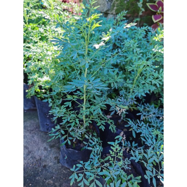 READY STOCK Live Plant Pokok Daun Busuk芸香[臭草]驱蚊臭草Pokok garuda halau ...