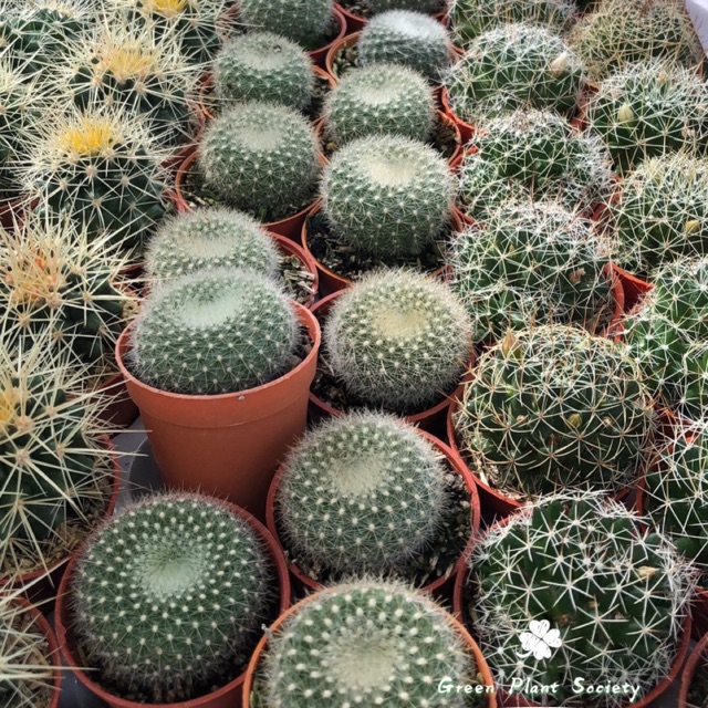 GPS Green Plant Society live plant Random Pick Cactus 随机仙人掌🌵 P5.5 ...