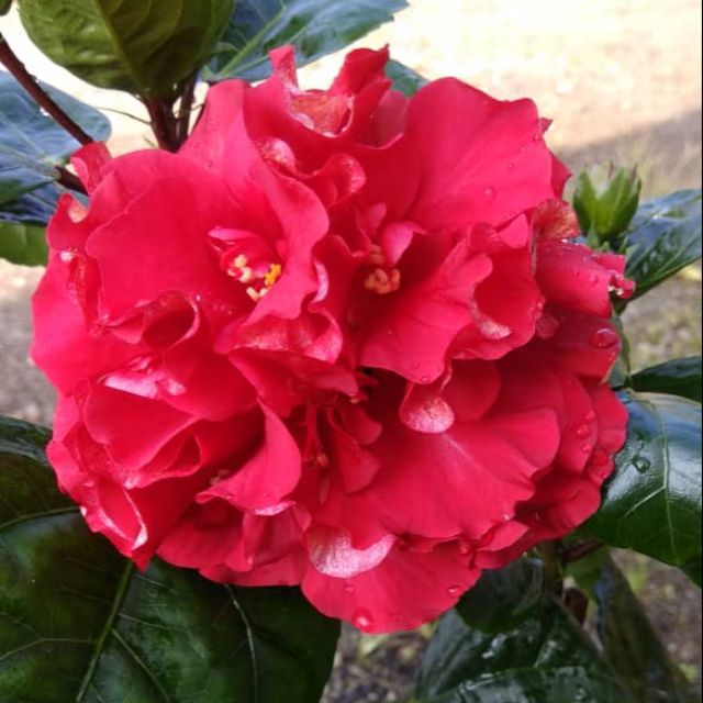 Pokok Bunga raya ( merah berlapis) jenis hybrid | Shopee Malaysia