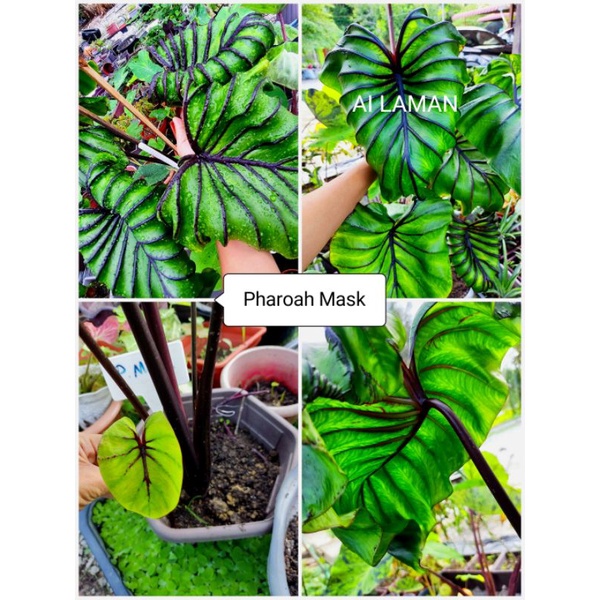 CALOCASIA PHAROAH MASK TOPENG FIRAUN URAT HITAM VIRAL MURAH CANTIK ...