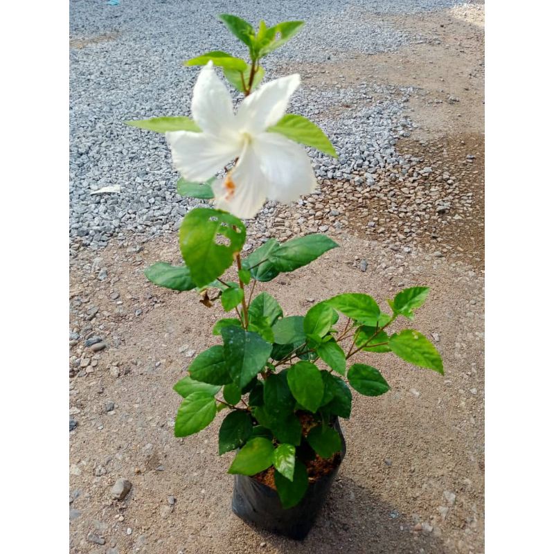 Anak Pokok Bunga Raya Putih /Pokok Matang & Berbunga | Shopee Malaysia